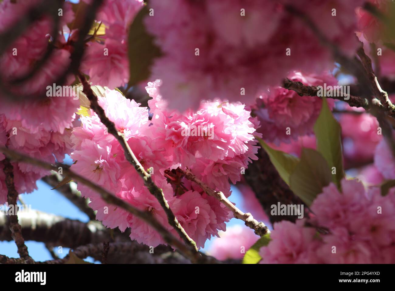 Portland cherry blossom trees hi-res stock photography and images - Alamy