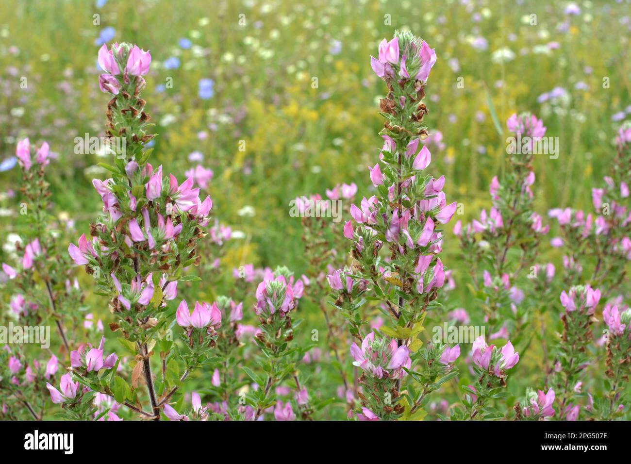 Ononis spinosa grows among grasses in the wild Stock Photo - Alamy