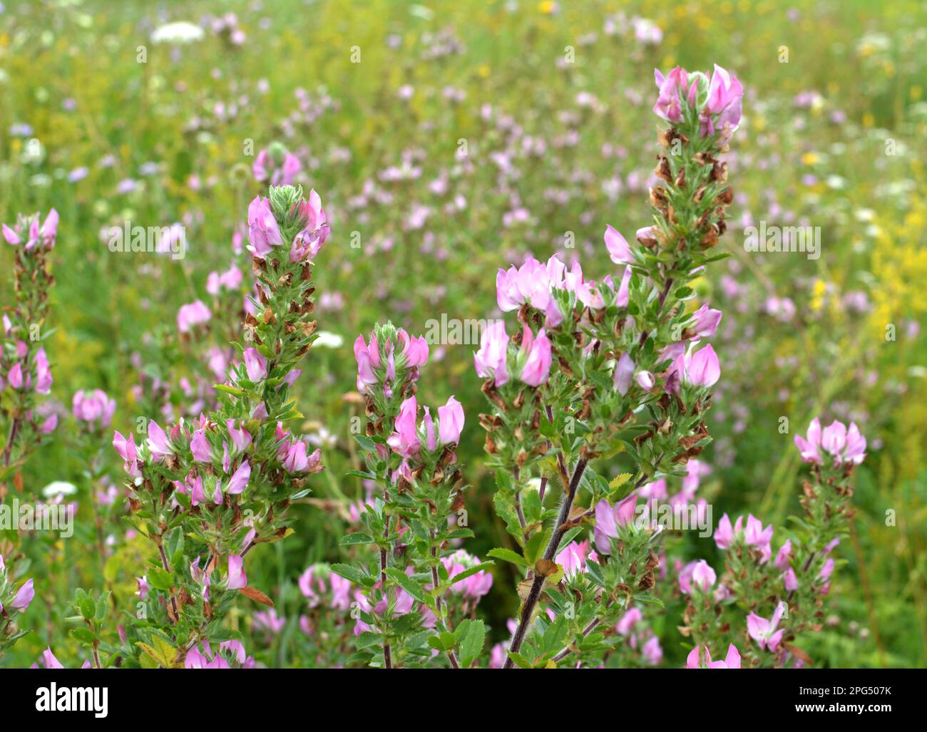 Ononis spinosa grows among grasses in the wild Stock Photo - Alamy