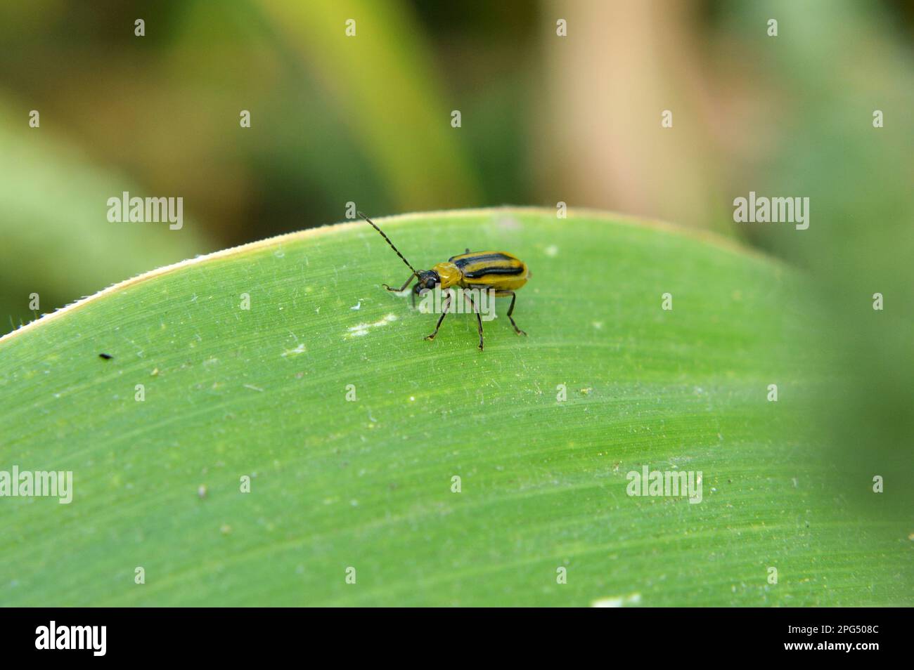 On the plant is a harmful insect - Western corn beetle (Diabrotica ...