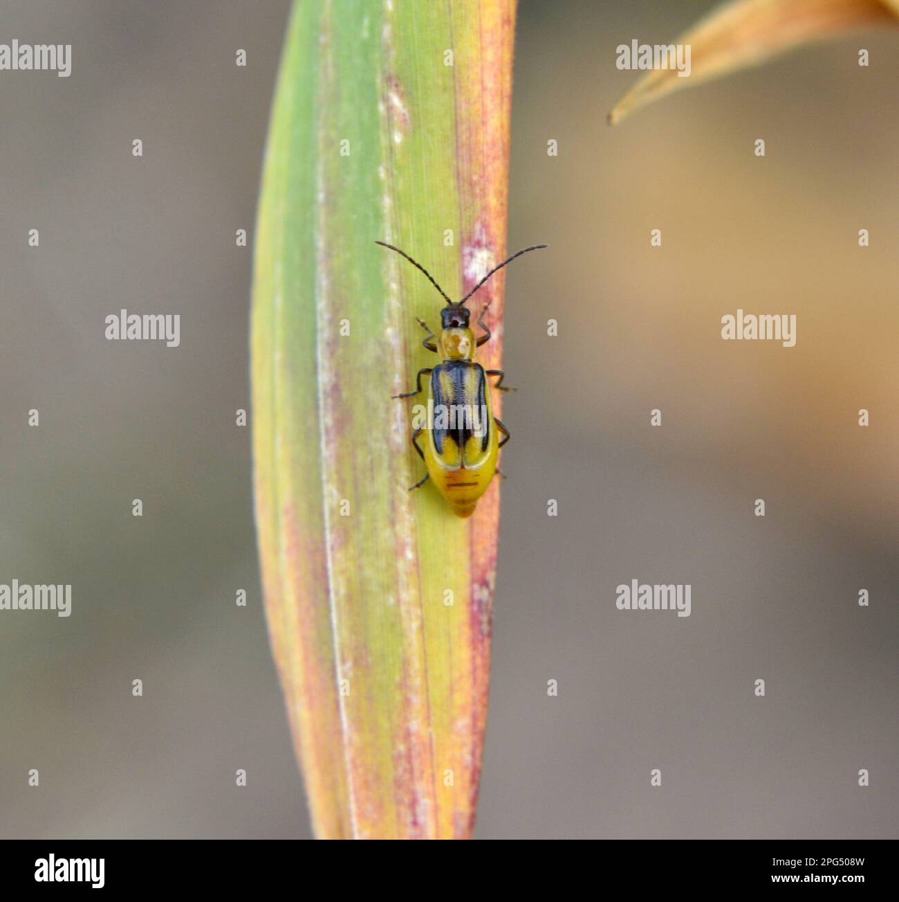 On the plant is a harmful insect - Western corn beetle (Diabrotica ...