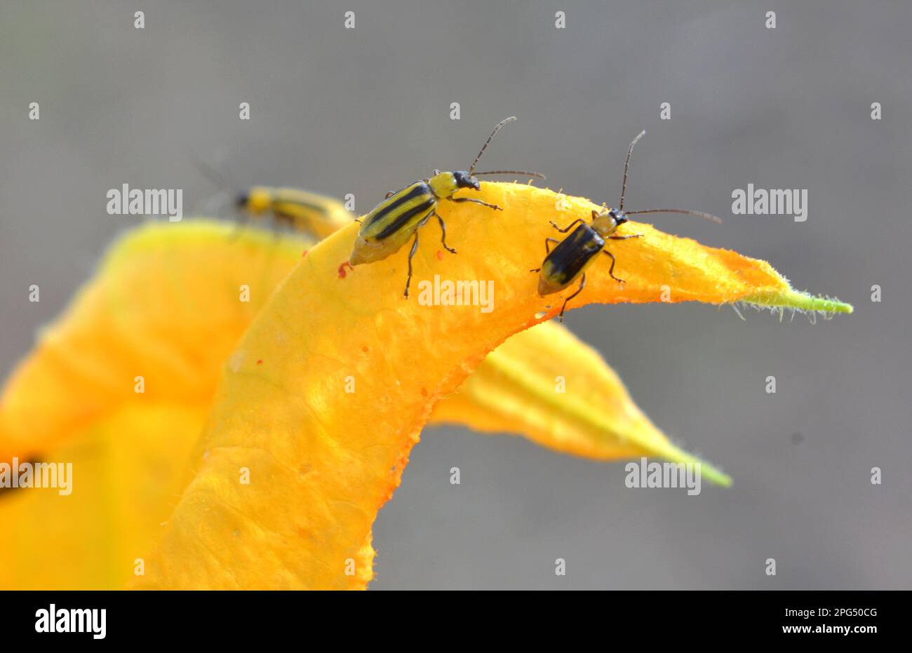 The plant is a harmful insect - Western corn beetle (Diabrotica ...