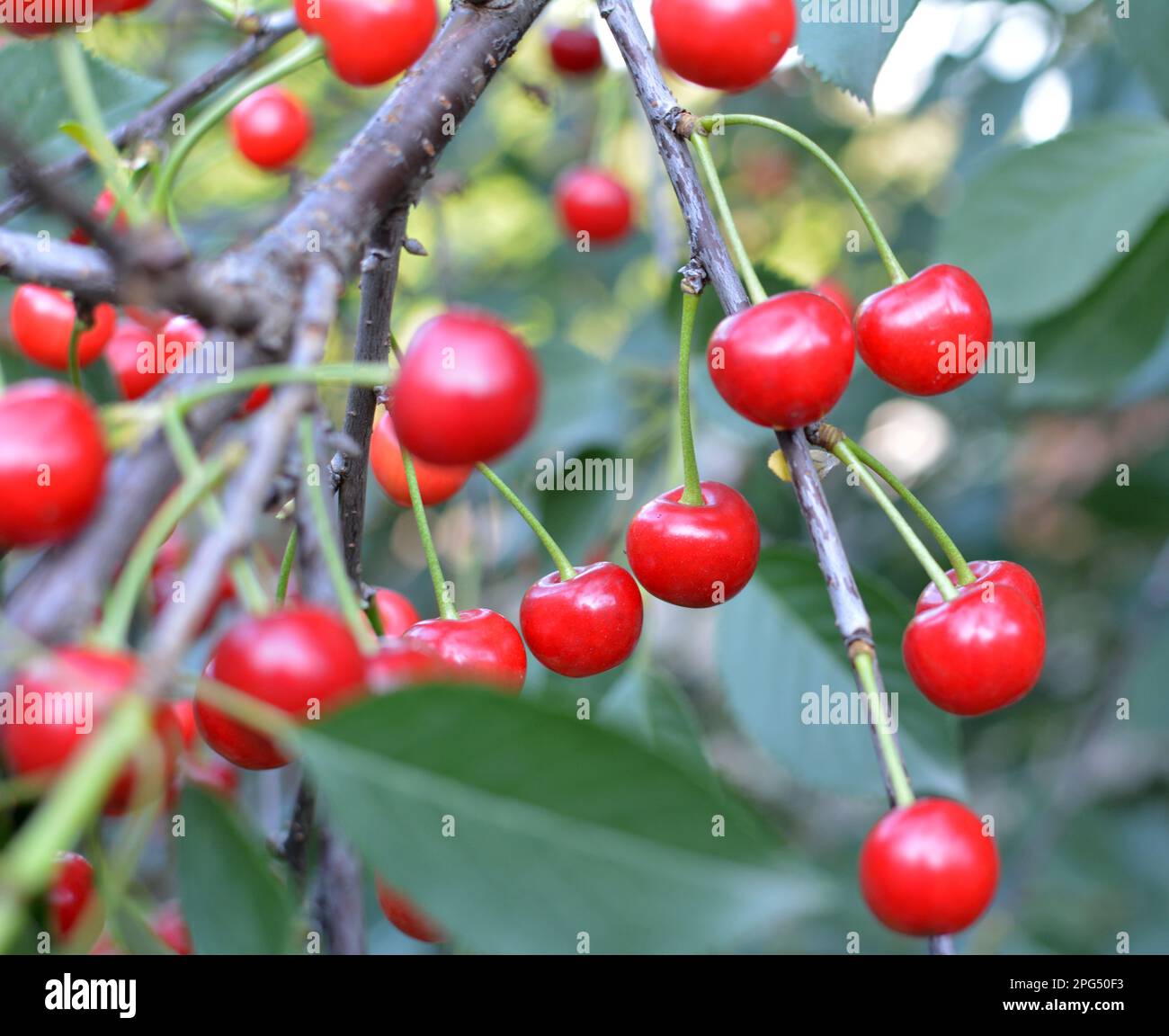 Cherry tree orchard fruit hi-res stock photography and images - Alamy