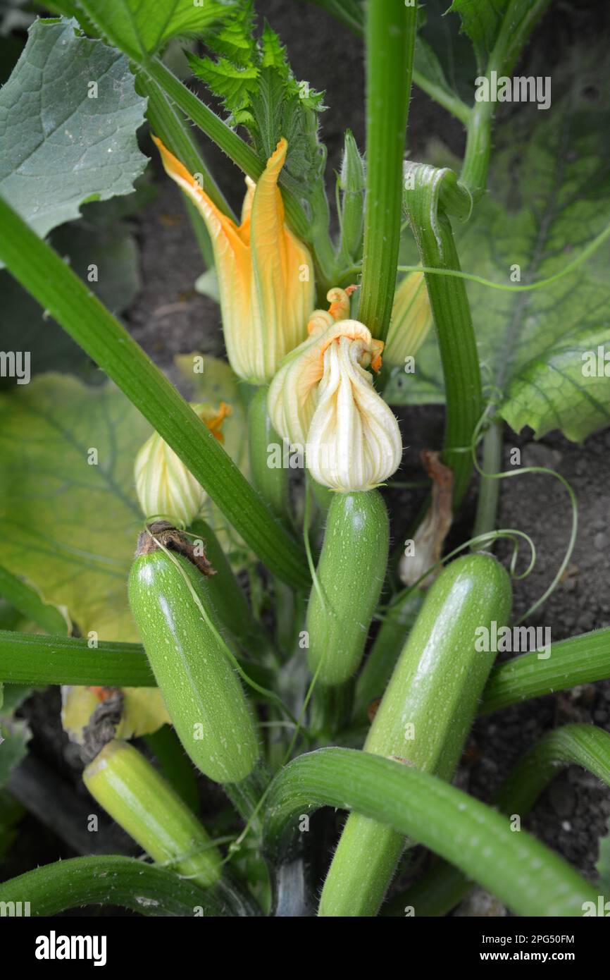Courgette with fruits, flowers and leaves growing on the land Stock ...