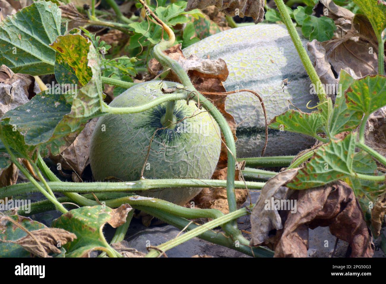 In summer, melons grow in the field in open organic soil Stock Photo ...