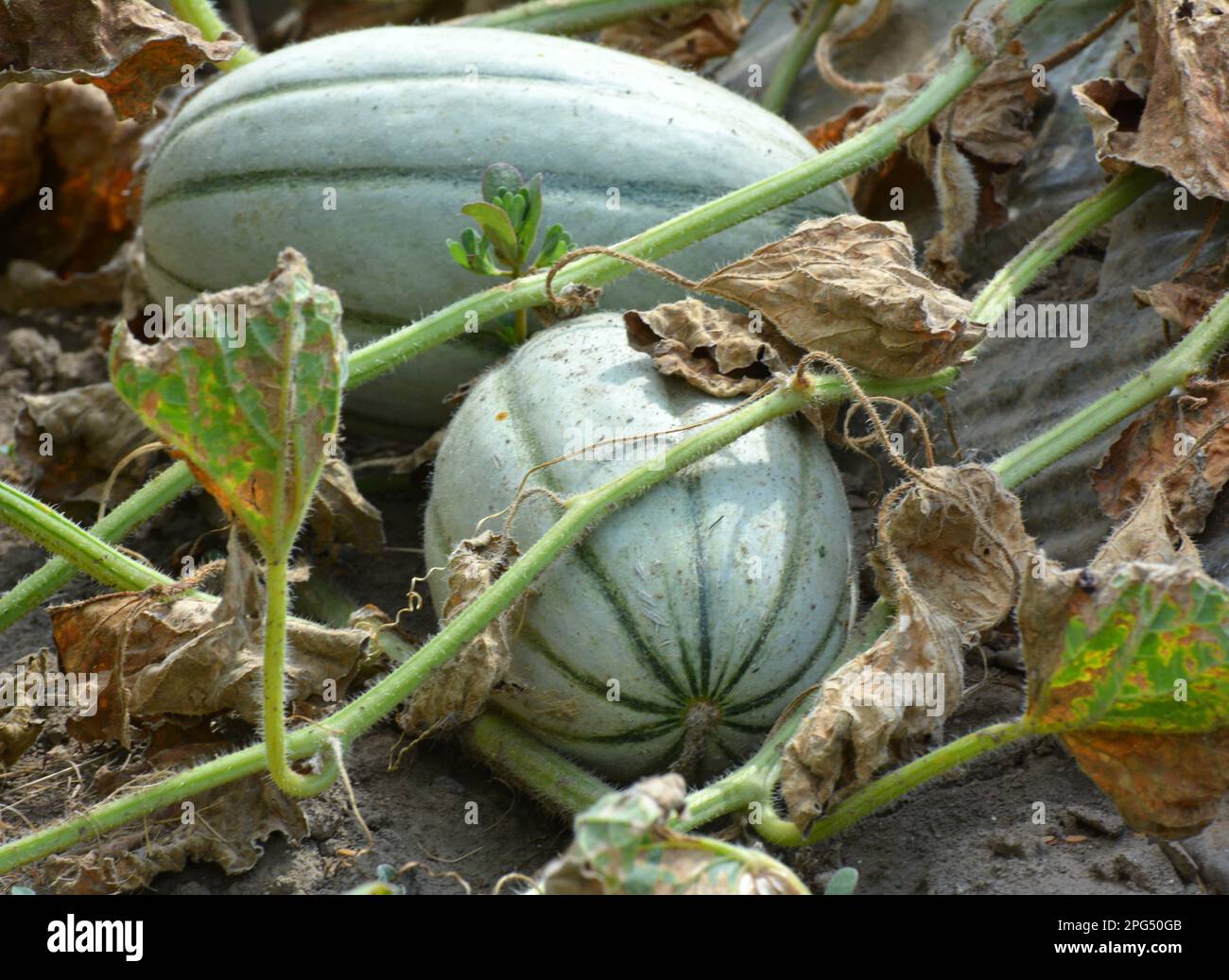 In summer, melons grow in the field in open organic soil Stock Photo ...