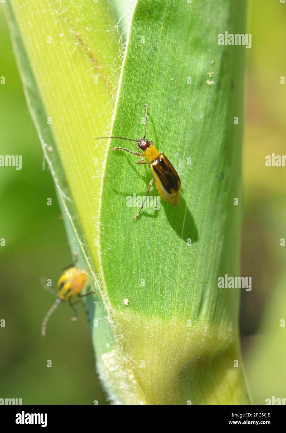 On the plant is a harmful insect - Western corn beetle (Diabrotica ...