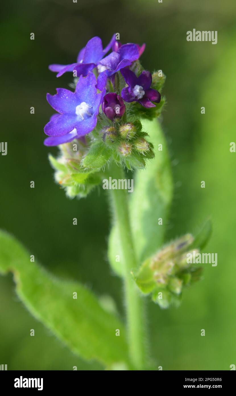 Anchusa officinalis hi-res stock photography and images - Alamy