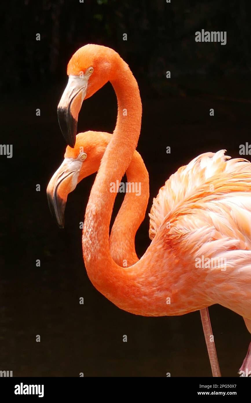 A flock of swarming red and pink flamingos in singapore zoo Stock Photo ...
