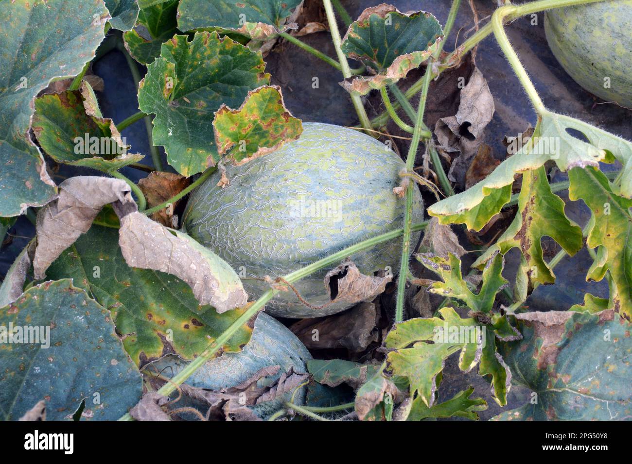 In summer, melons grow in the field in open organic soil Stock Photo ...