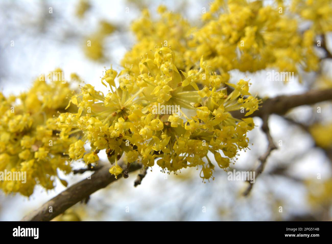 In spring cornel is real (Cornus mas) blooms in the wild Stock Photo ...