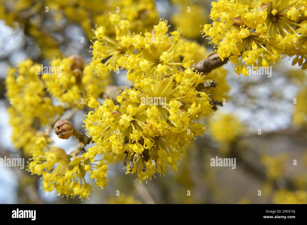 In spring cornel is real (Cornus mas) blooms in the wild Stock Photo ...