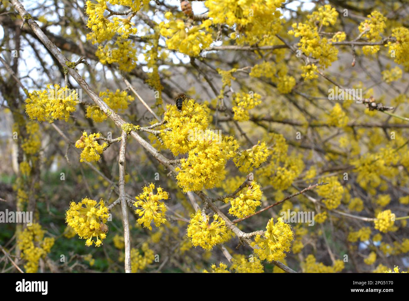 In spring cornel is real (Cornus mas) blooms in the wild Stock Photo ...