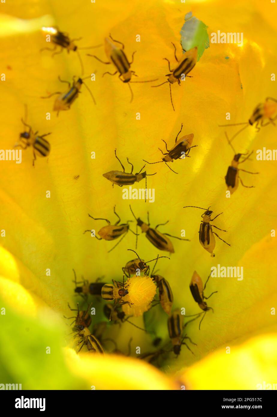 The plant is a harmful insect - Western corn beetle (Diabrotica ...