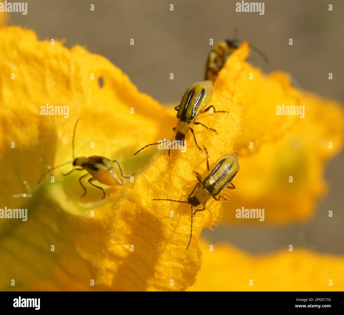 The plant is a harmful insect - Western corn beetle (Diabrotica ...