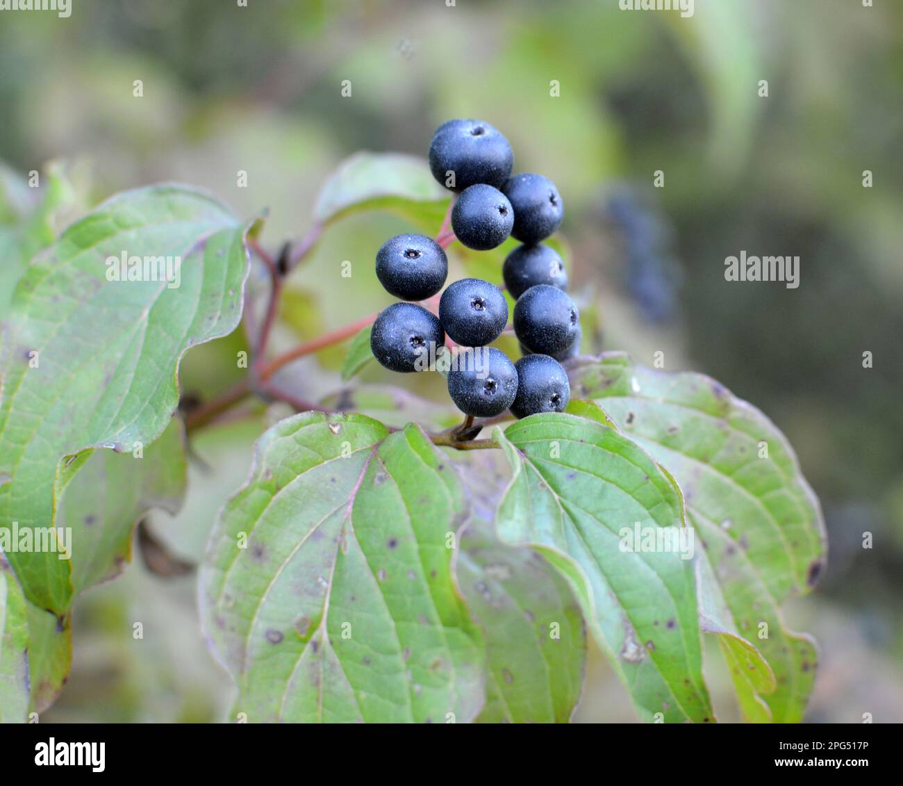 Black berries of cornus sanguinea ripen on a branch of a bush Stock ...