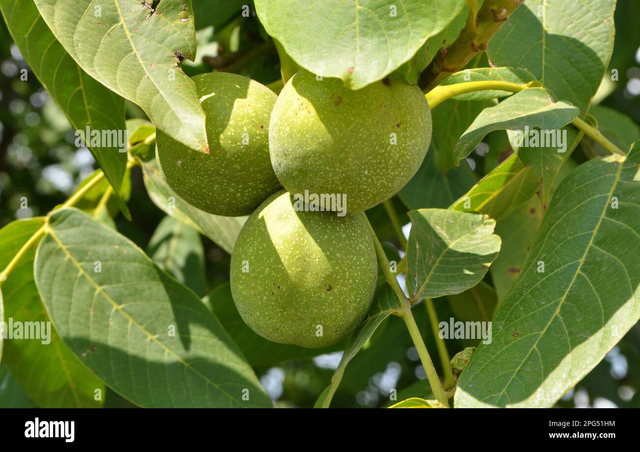 On a tree branch with a green shell, a ripening walnut Stock Photo - Alamy