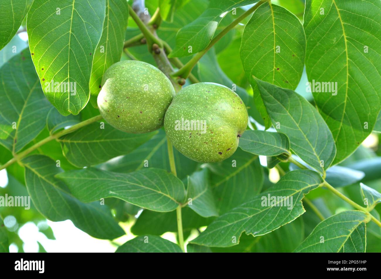 Walnuts branch hi-res stock photography and images - Alamy
