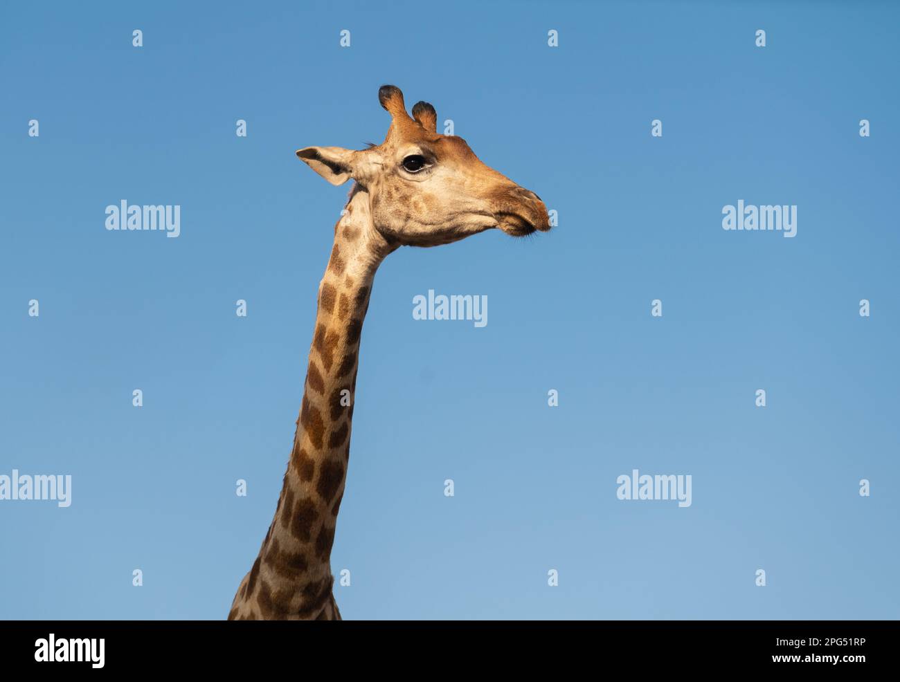 Giraffe and blue sky while visiting a water hole in South Africa Stock ...