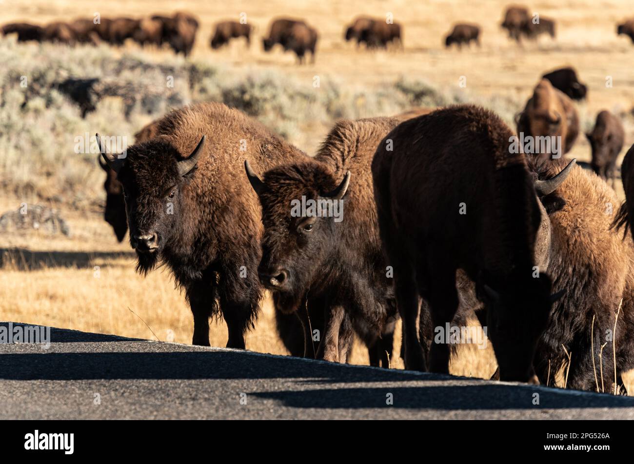 Where the buffalo roam Stock Photo - Alamy