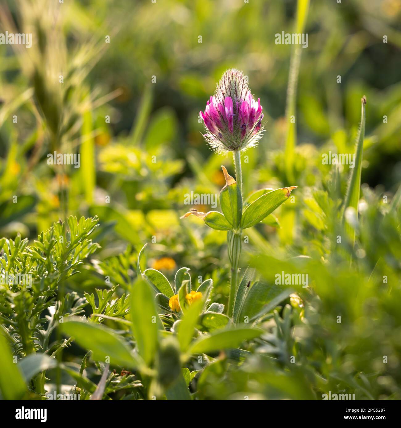 Flora of Israel. Square frame. Trifolium purpureum is in early spring ...