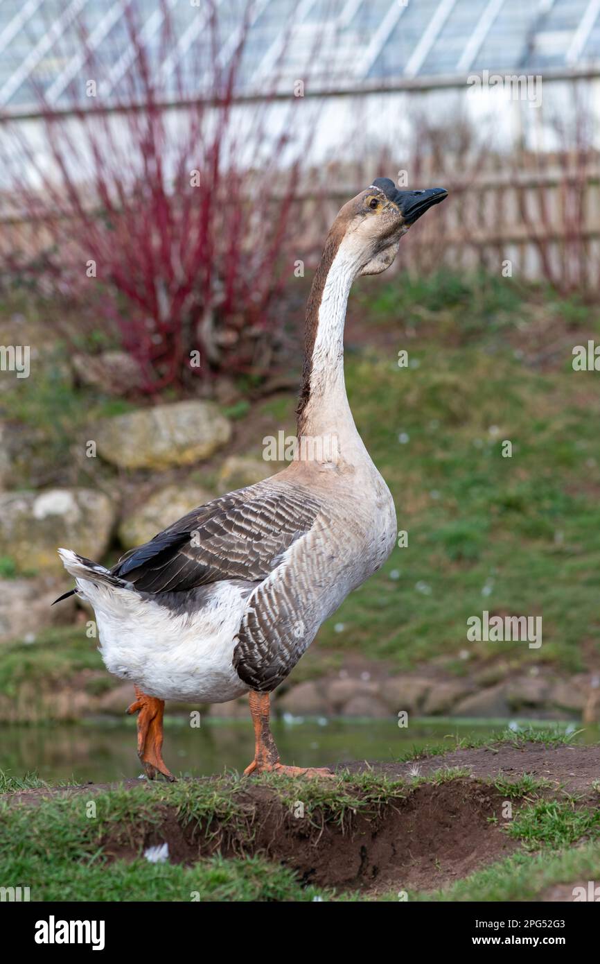 Portrait of a Chinese goose (anser cygnoides domesticus Stock Photo - Alamy