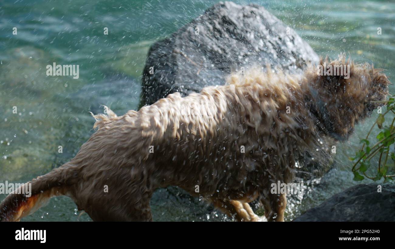 Wet dog drying himself standing outside by lake. Pet shakes off water ...