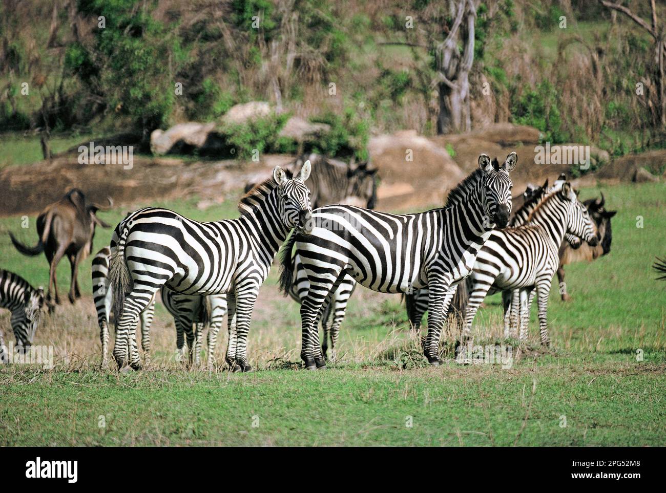 Zebra herd stripes hi-res stock photography and images - Alamy