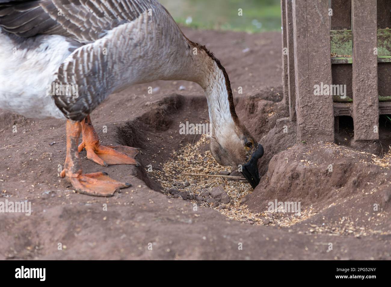 Portrait of a Chinese goose (anser cygnoides domesticus) eating corn ...