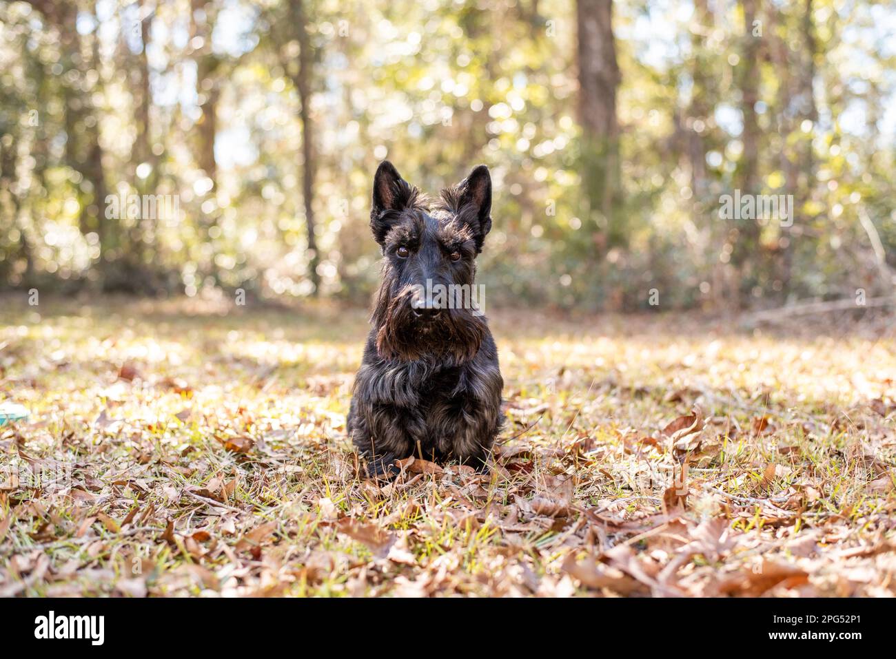 Scottish jaws hi-res stock photography and images - Alamy