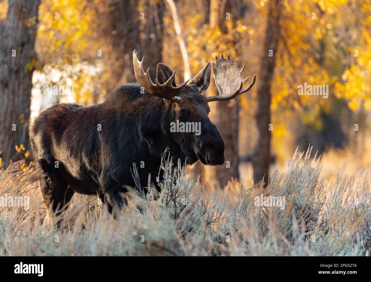 Bison and moose hi-res stock photography and images - Alamy