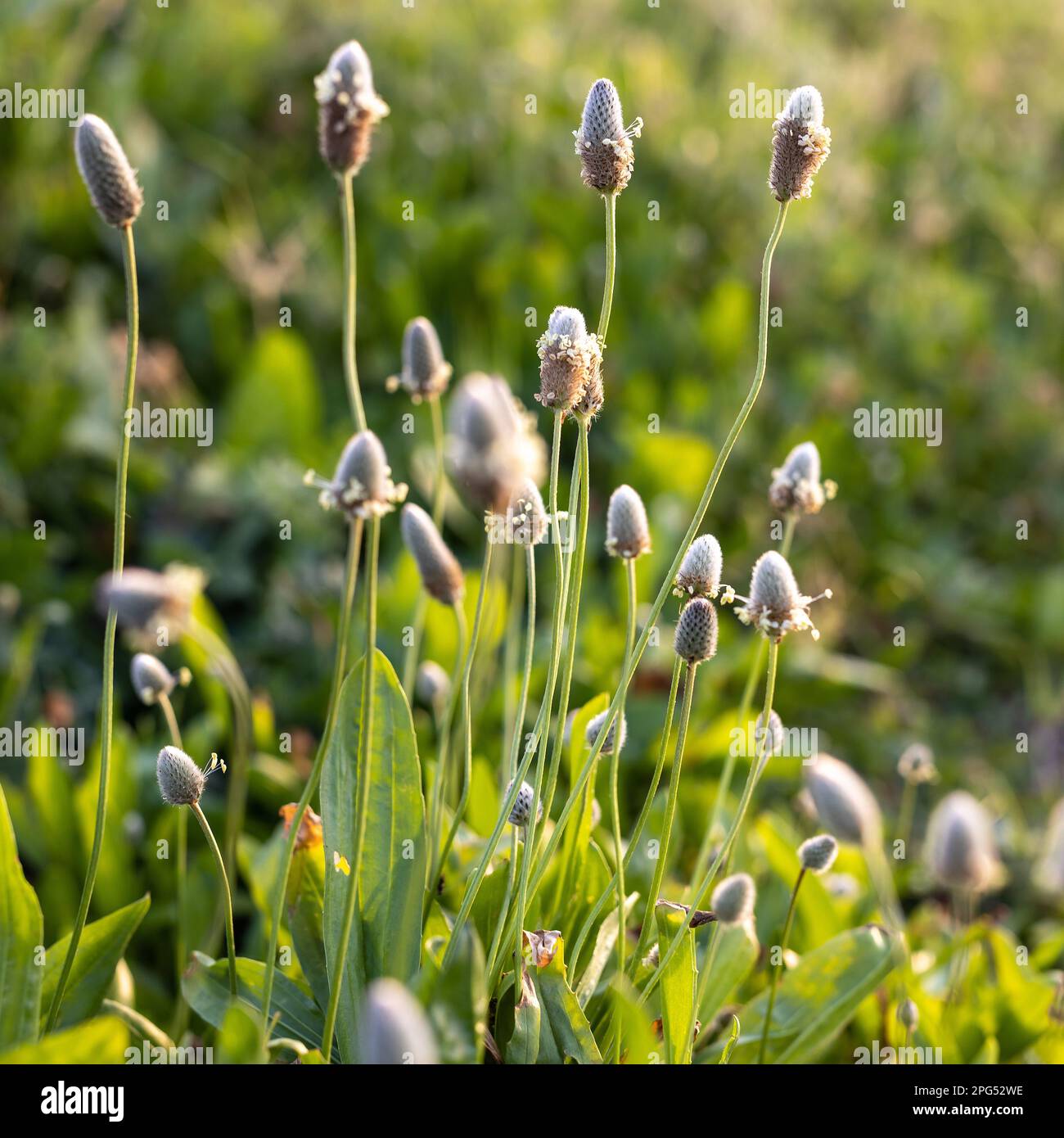 Square frame Flora Israel. Plantago lagopus, the hare's foot plantain ...