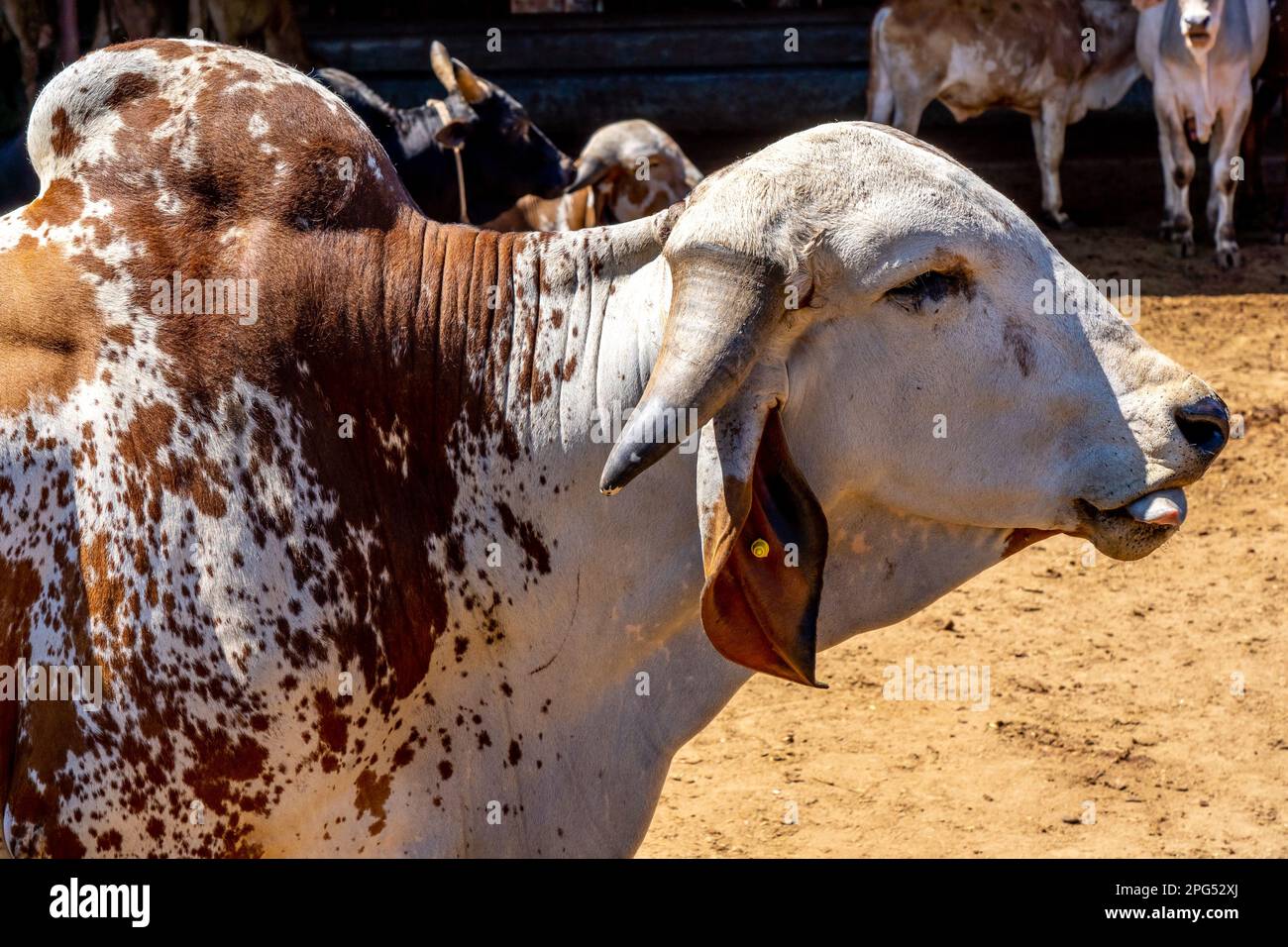 Ruru india hi-res stock photography and images - Alamy