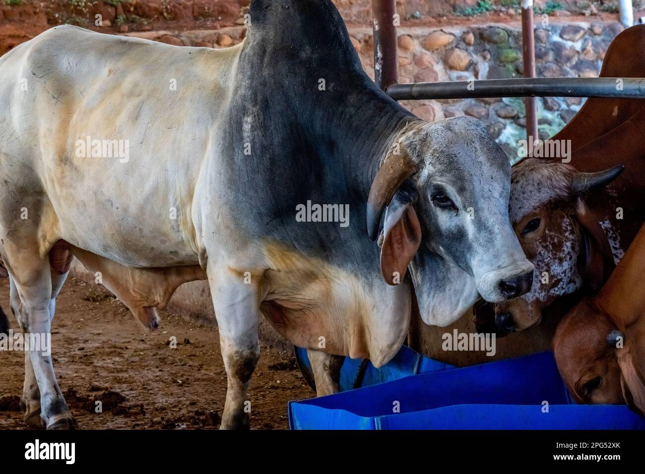Ruru india hi-res stock photography and images - Alamy