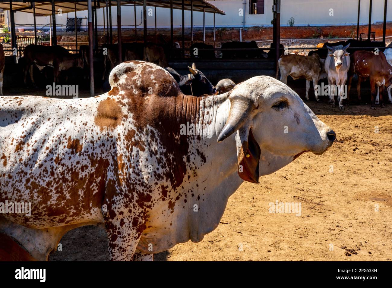 Domestic cattle brahman cow calf hi-res stock photography and images ...