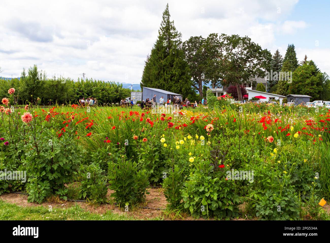 Tourists gather around picnic tables at The Gorge White House Fruit ...