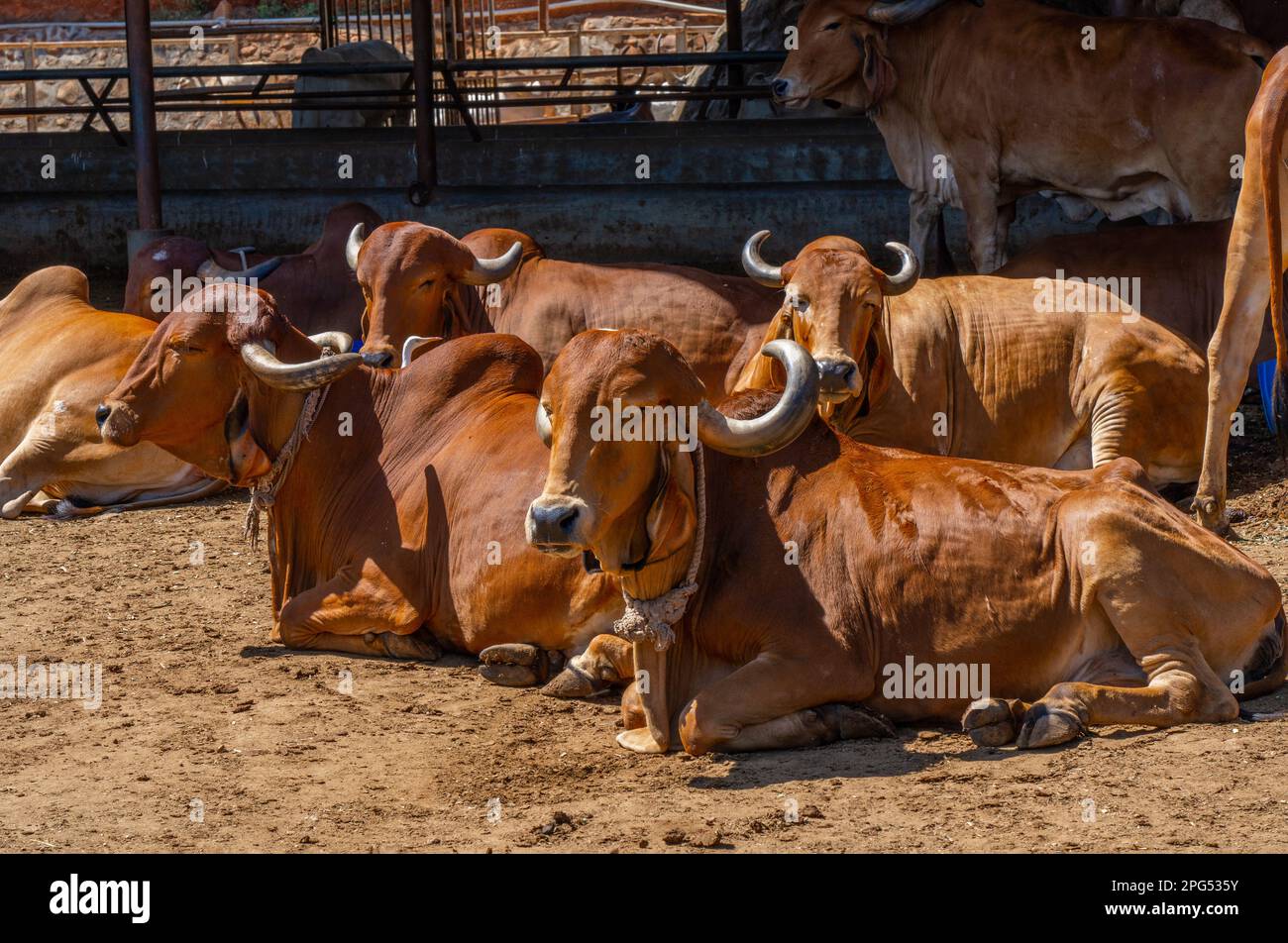 Group of relax cows at the indian farm. Portrait of young cow looking ...