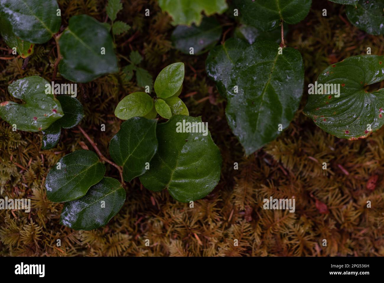 Rain dropped leaves Stock Photo - Alamy