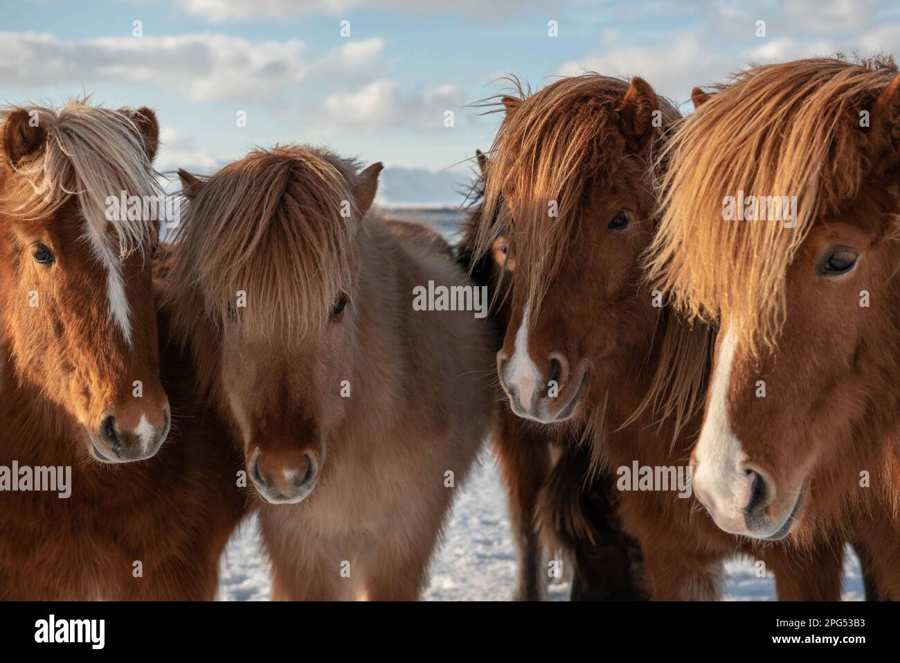 horses say heyyyy Stock Photo - Alamy