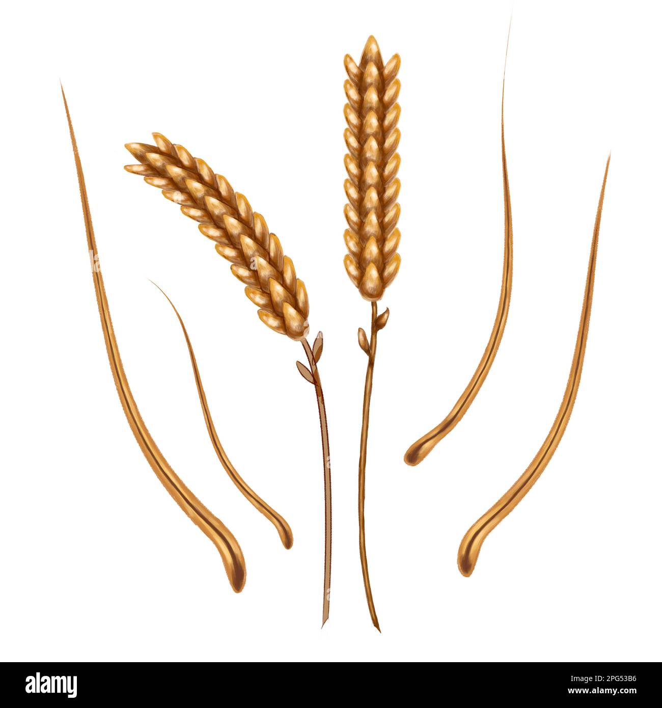 Illustration of golden wheat, stems and dry leaves. For textiles ...
