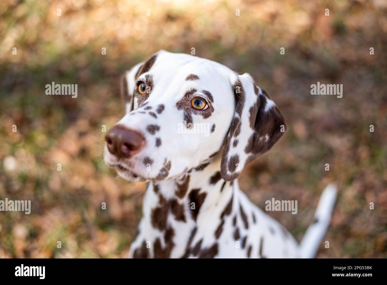 Portrait of a funny dalmatian with brown spots. Purebred dalmatian ...