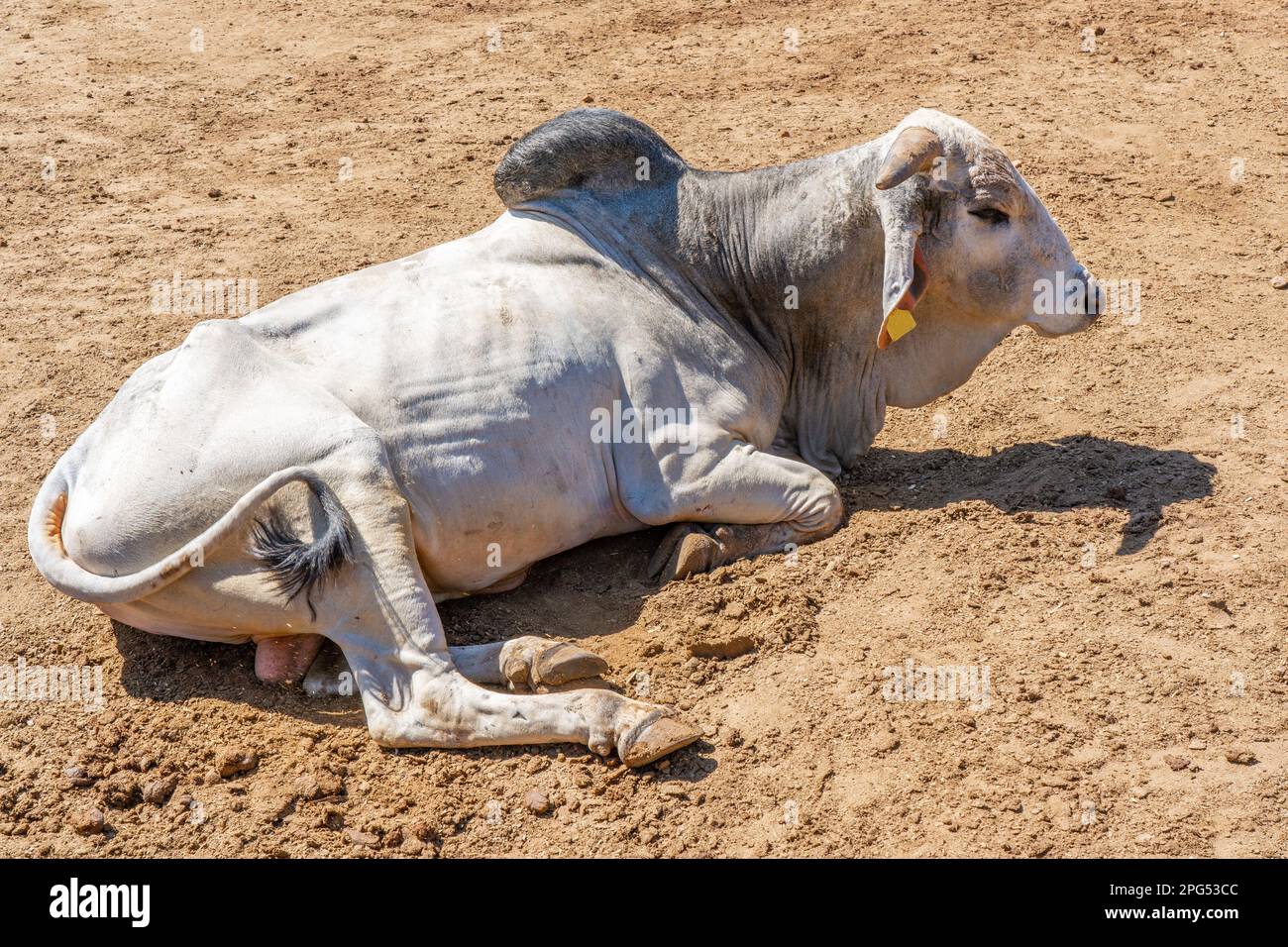 Portrait of indian bull. High quality photo Stock Photo - Alamy