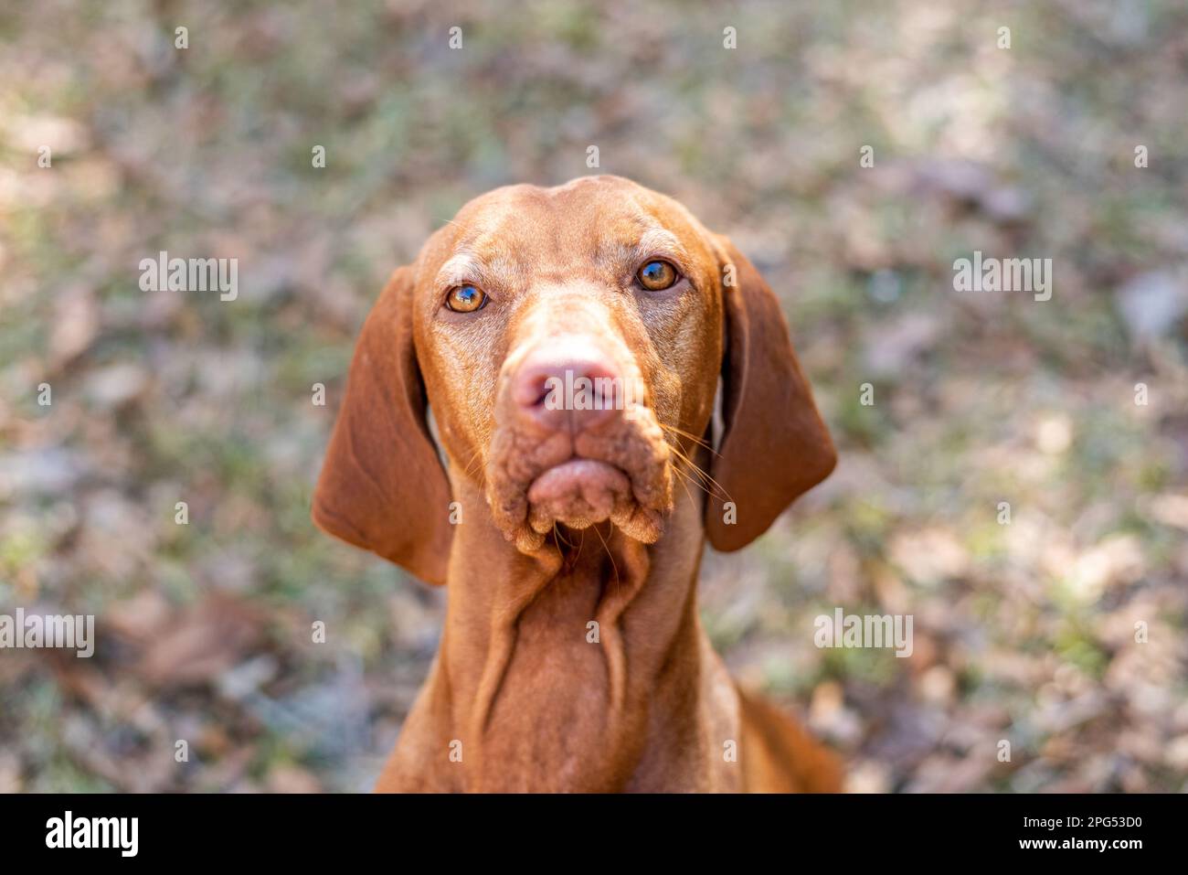 Beautiful Hungarian vizsla dog portrait. Purebred dog outside in the ...