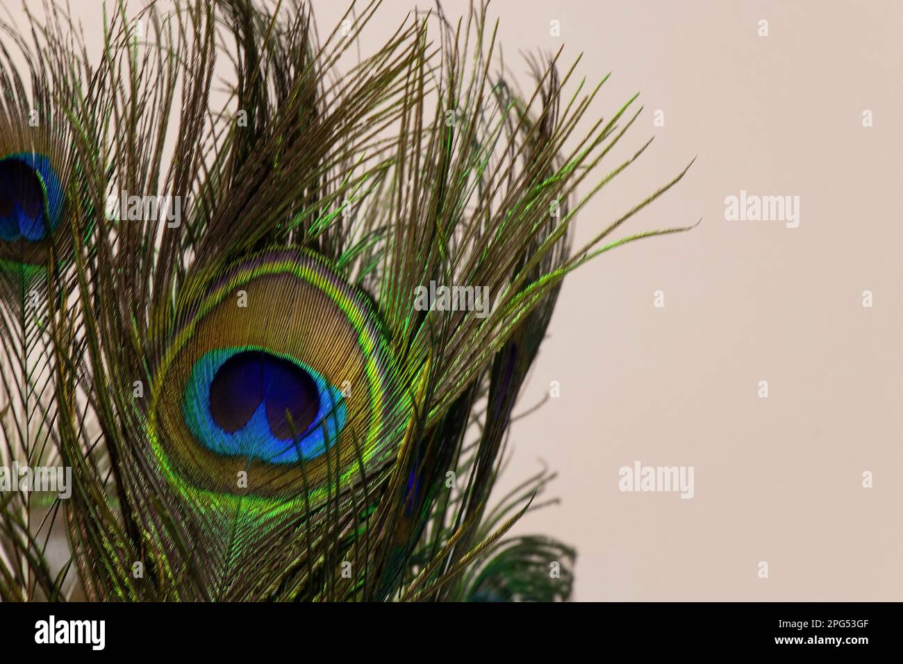 decorative peacock feather close-up as a decor Stock Photo - Alamy