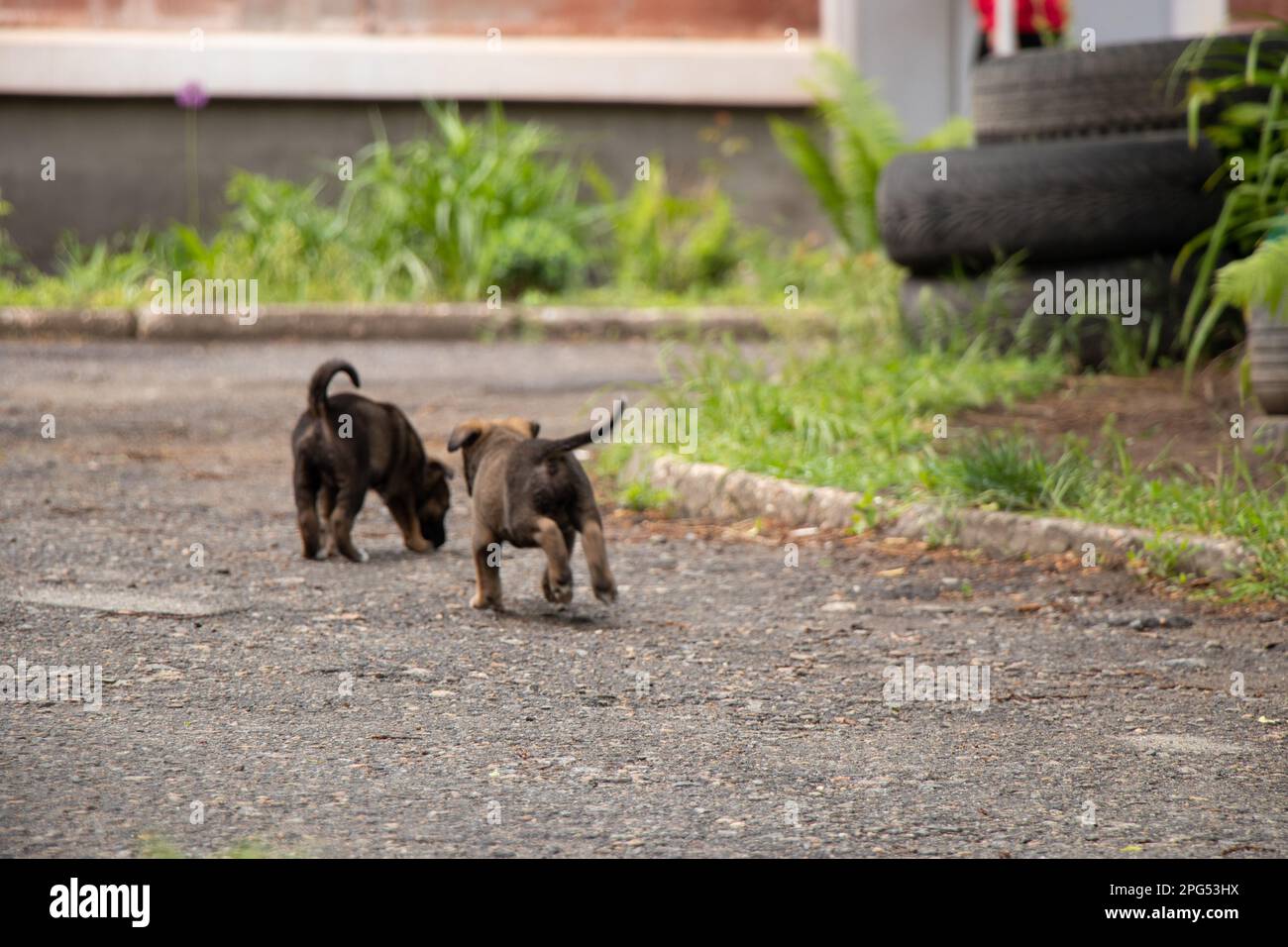 mongrel puppies play in the yard in the spring in the sun Stock Photo ...