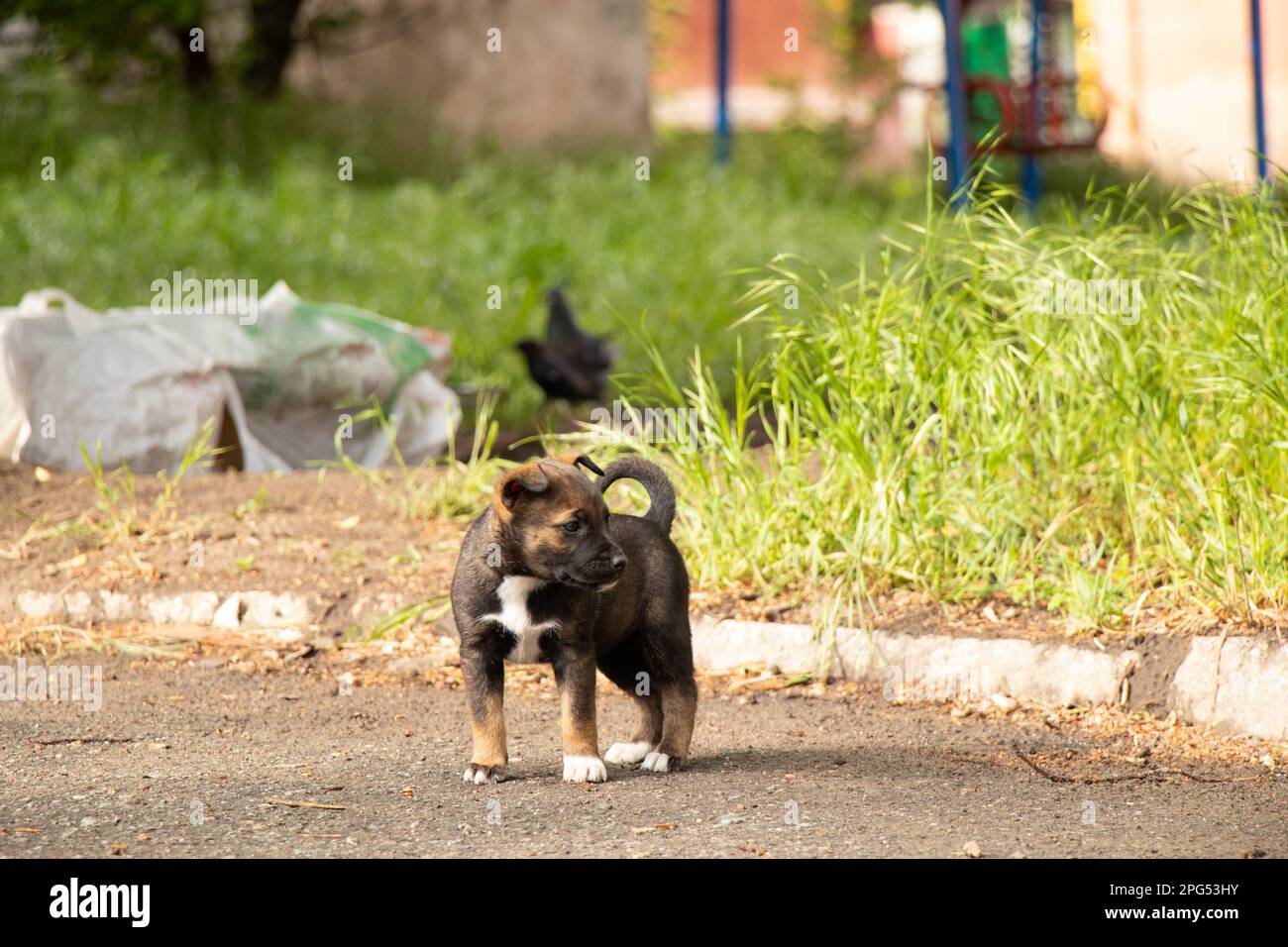 mongrel puppies play in the yard in the spring in the sun Stock Photo ...