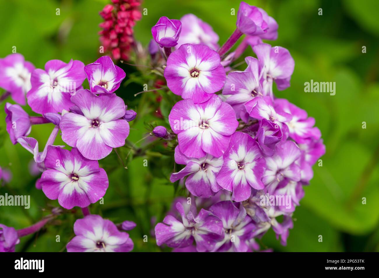 Close up of pink and white garden phlox (phlox paniculata) flowers in ...