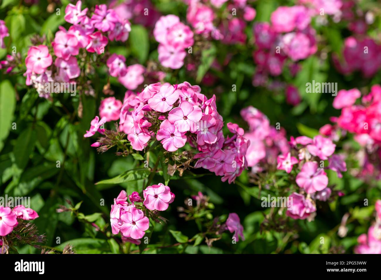 Close up of pink garden phlox (phlox paniculata) flowers in bloom Stock ...