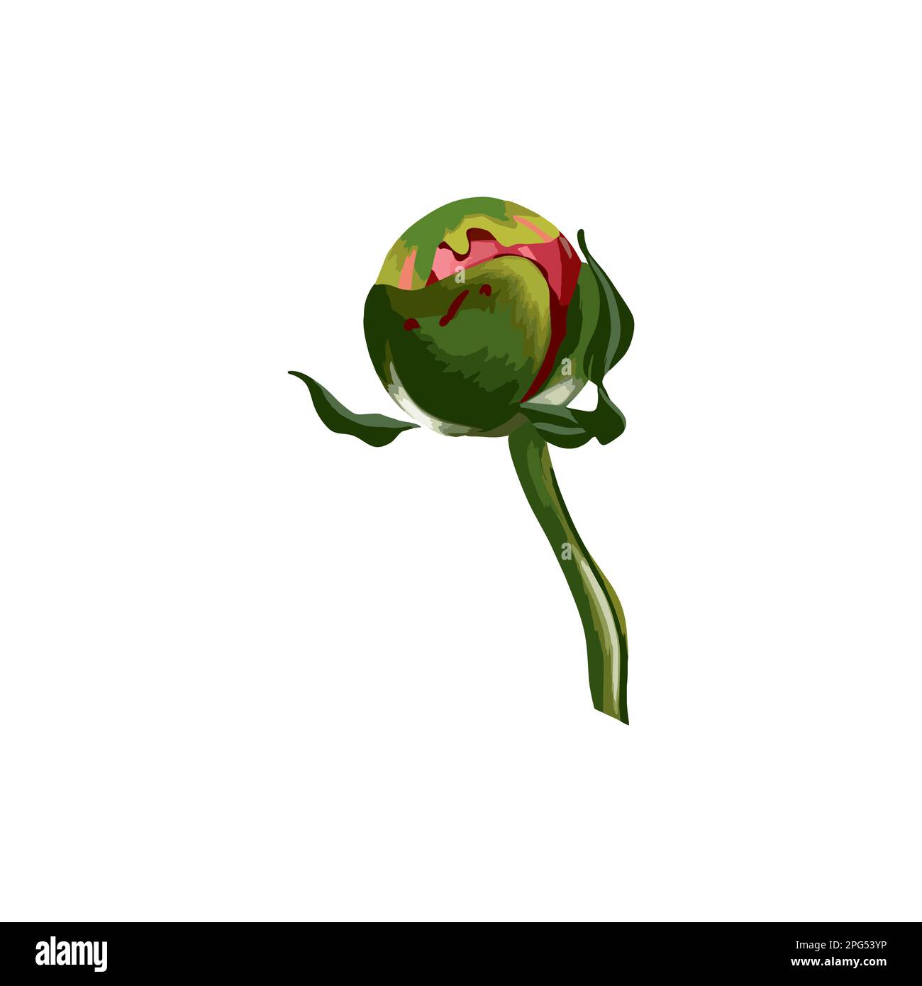 Peony bud. Green flower bud. Vector illustration isolated on white ...