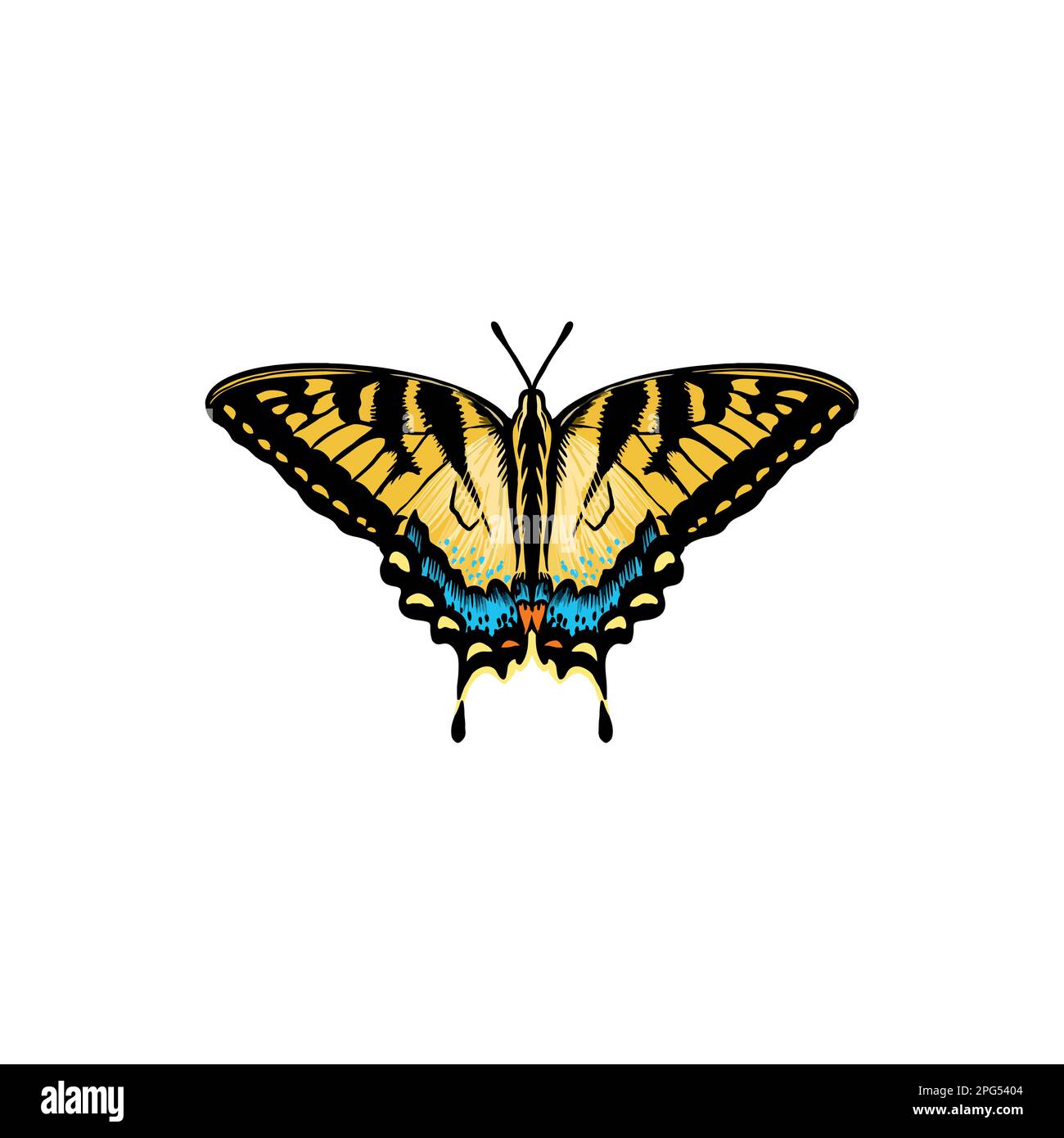 Tiger wing butterfly Stock Vector Images - Alamy